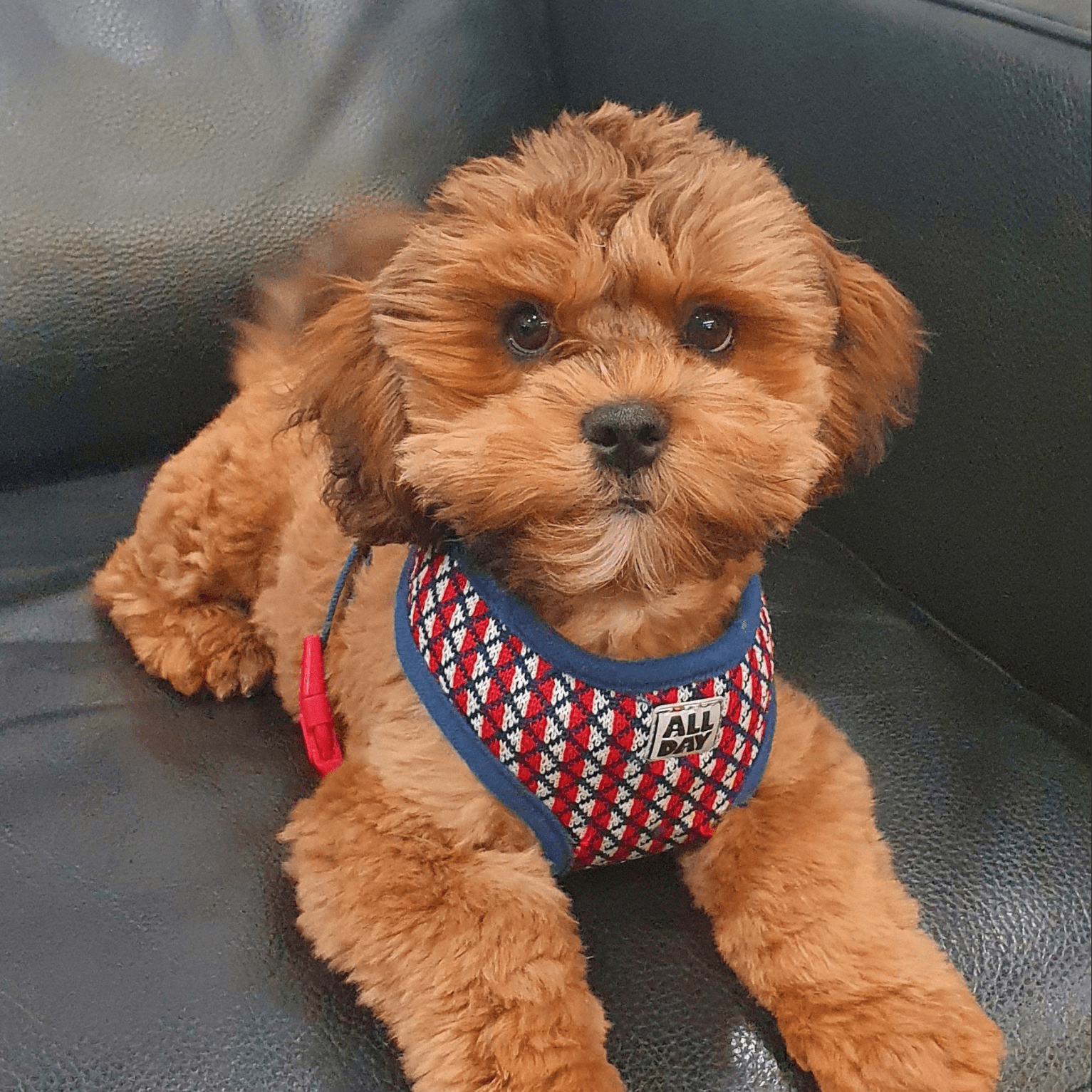 Alfie - Chief Morale Officer | White Chalk Road